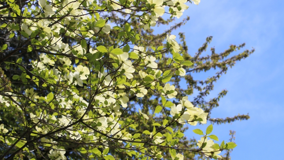 17 US-Native Trees to Plant for Arbor Day