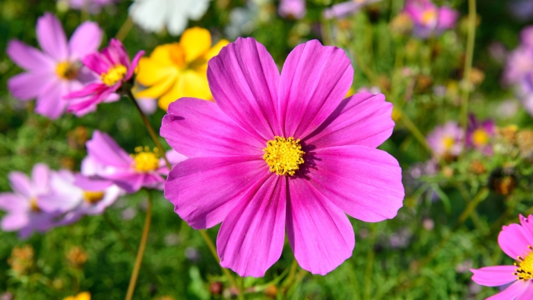 How to Plant, Grow, and Care For Cosmos Flowers