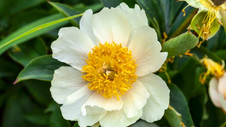 How to Stake Floppy Peonies in X Easy Steps