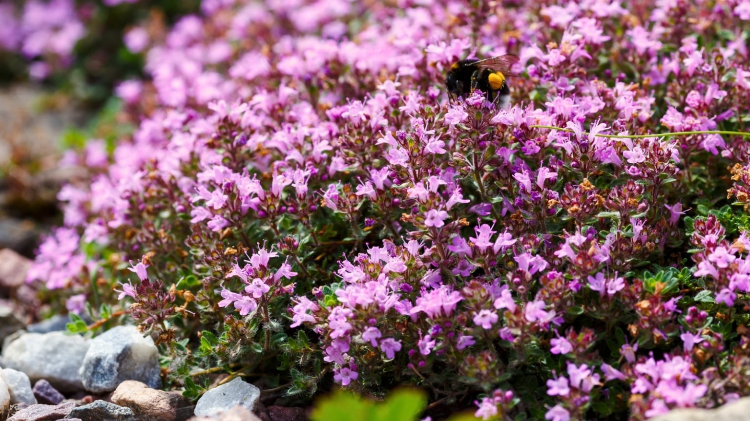 17 Beautiful Ground Covers for Shade