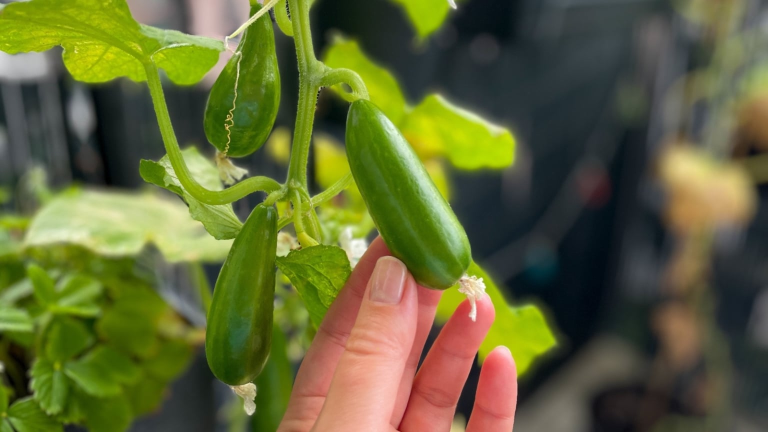 Our 19 Favorite Edible Plants to Grow in Pots and Containers