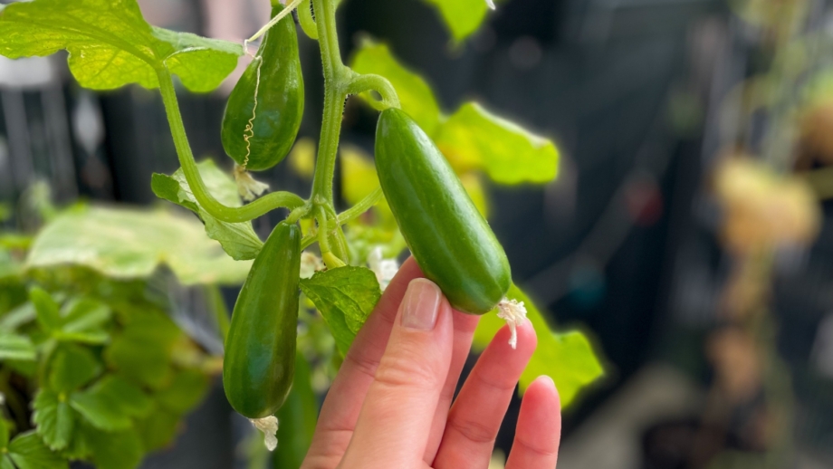 Our 19 Favorite Edible Plants to Grow in Pots and Containers