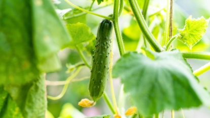 Our 19 Favorite Edible Plants to Grow in Pots and Containers