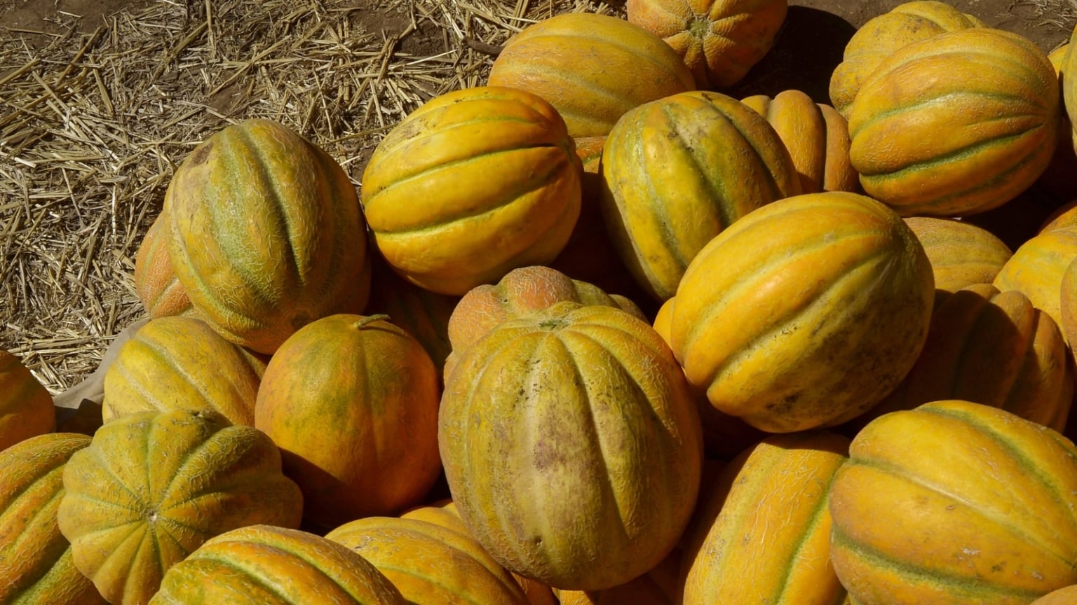 9 Sweet and Flavorful Melon Varieties to Grow in the Home Garden