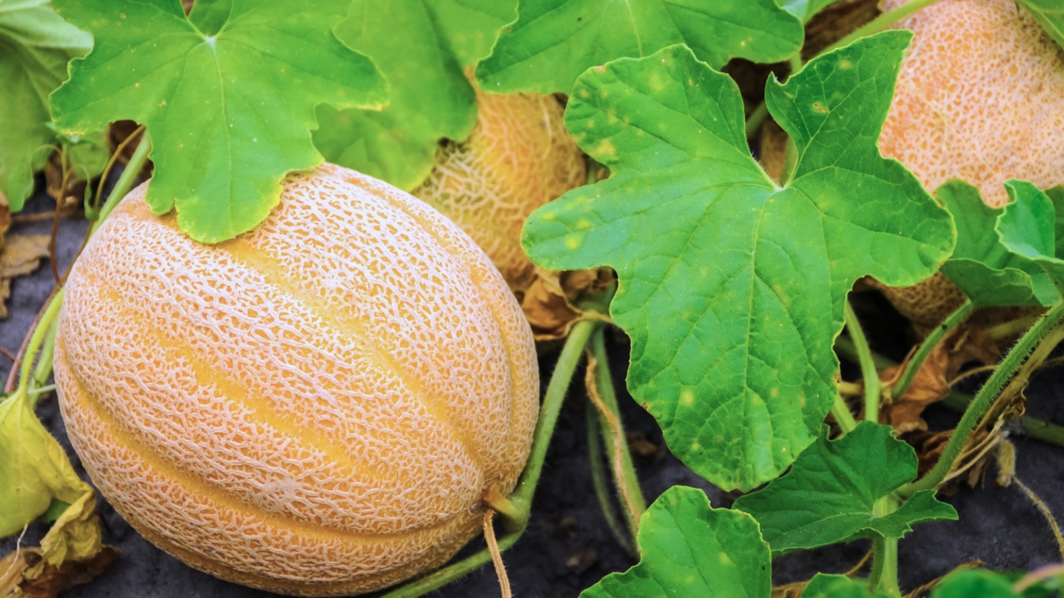 9 Sweet and Flavorful Melon Varieties to Grow in the Home Garden