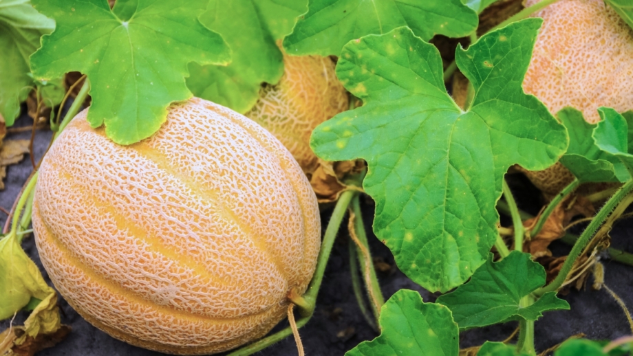 9 Sweet and Flavorful Melon Varieties to Grow in the Home Garden