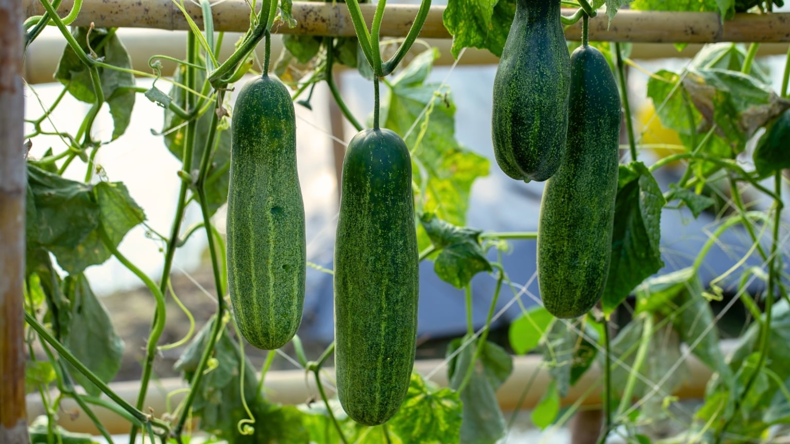 40 Cucumber Varieties You Should Grow