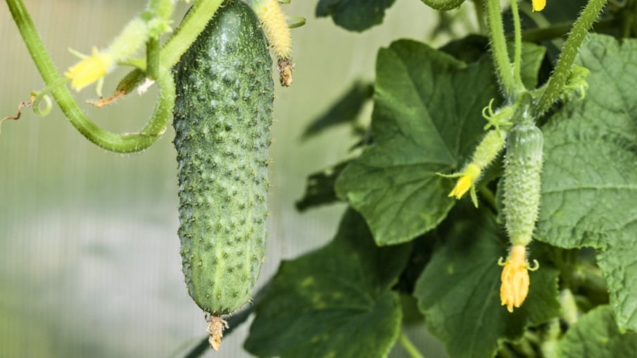 40 Cucumber Varieties You Should Grow
