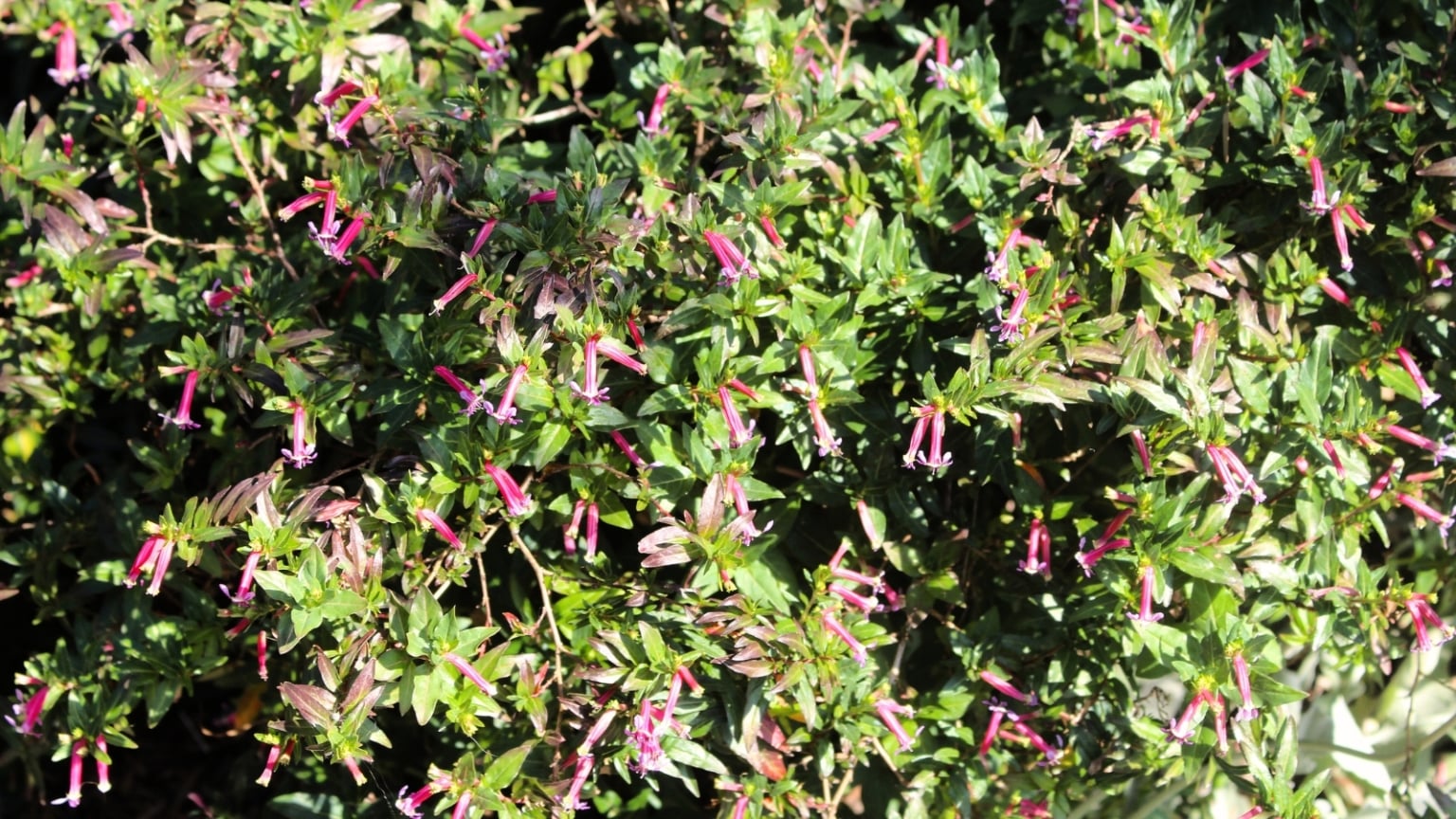13 Longest-Lasting Annual Flowers to Plant in April