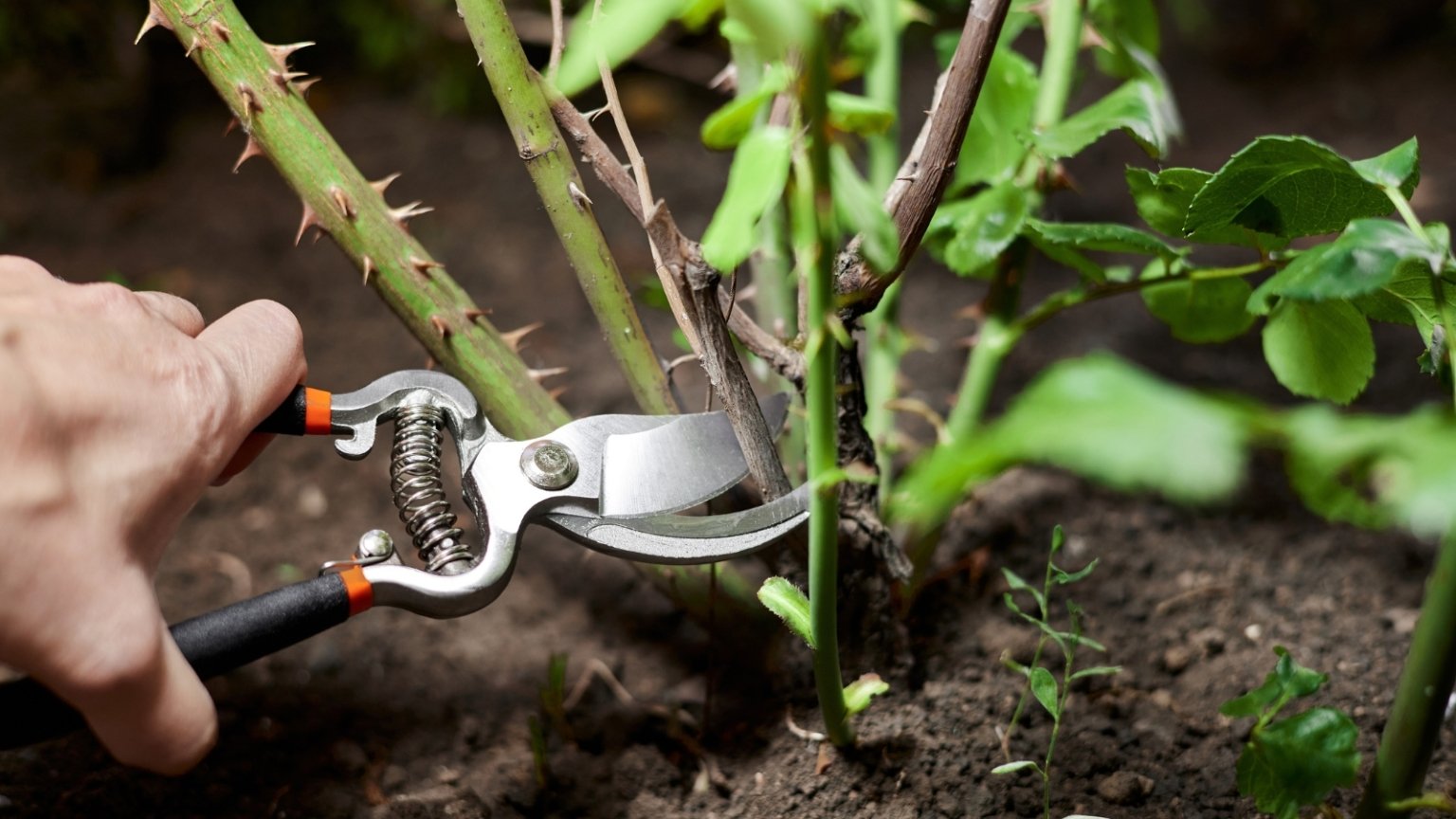 How to Prune Knockout Roses in 7 Easy Steps