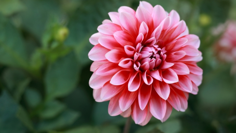 11 Plants Native to Mexico to Grow for Cinco de Mayo