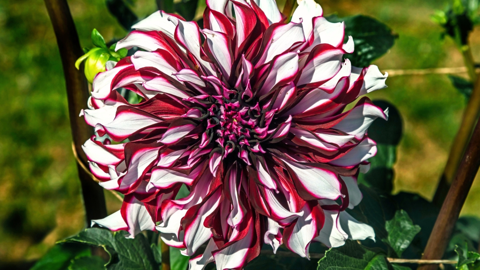 11 Focal Point Cutting Garden Flowers We're Planting in April