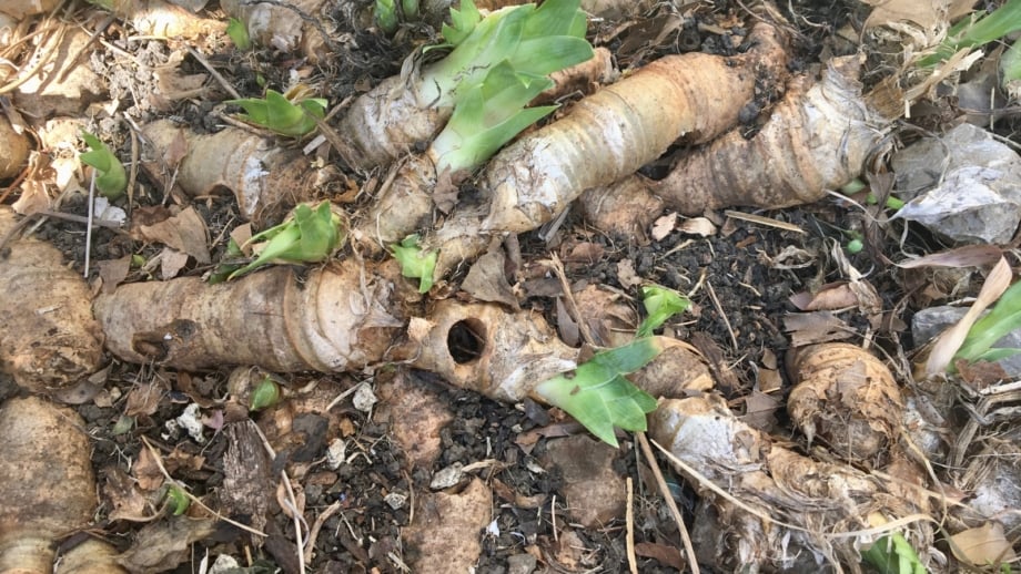 How to Get Rid of Iris Borers in 7 Steps