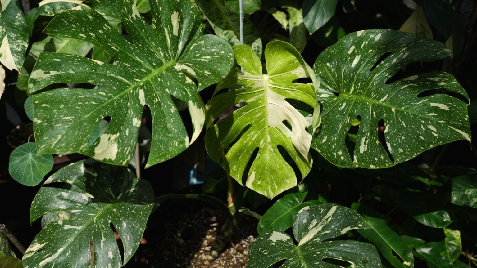 How to Plant, Grow, and Care For ‘Thai Constellation’ Monstera - Epic ...