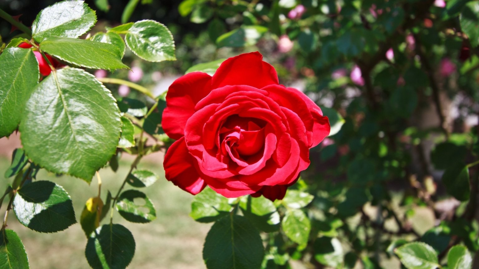 7 Tips for Growing Climbing Roses in Pots and Containers