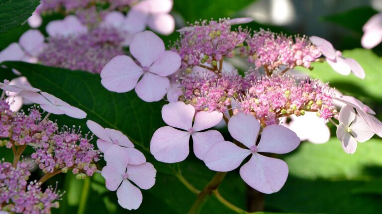 9 Varieties of Cold-Hardy Mountain Hydrangeas for Your Landscape