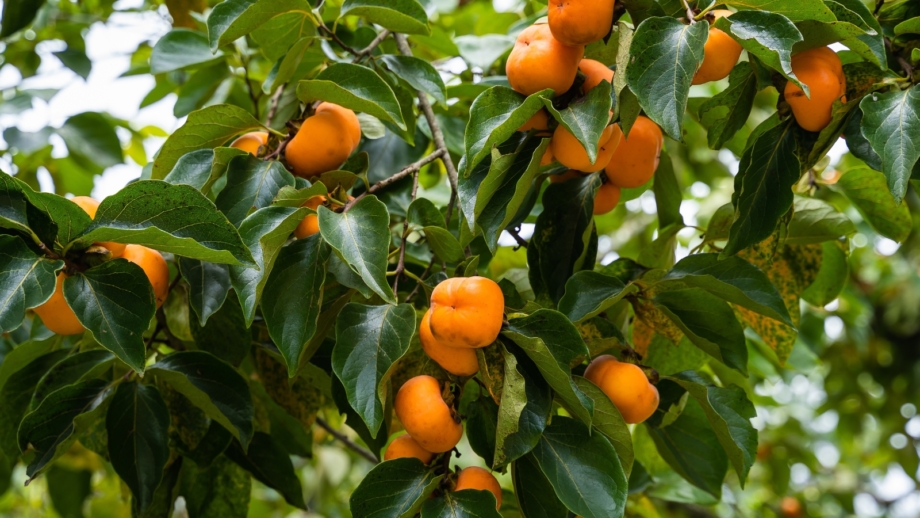17 US-Native Trees to Plant for Arbor Day