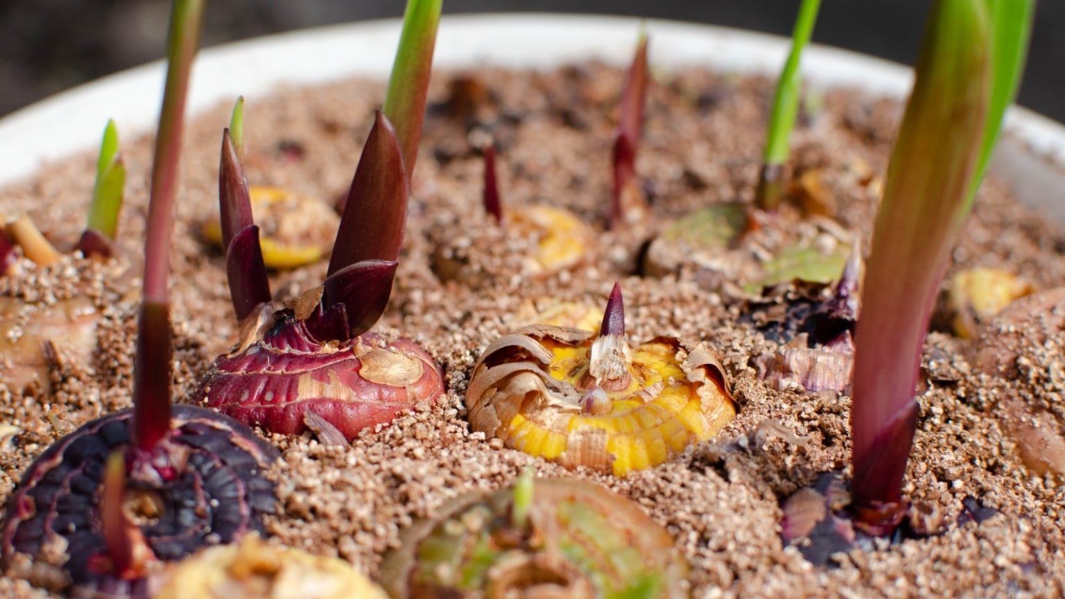 When to Plant Gladiolus Bulbs: 7 Planting Tips