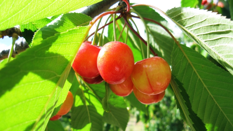 9 Most Delicious Cherry Varieties to Grow for Fresh Eating