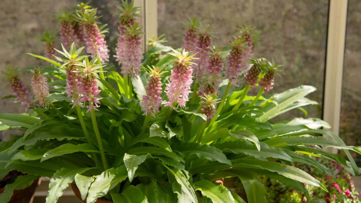 How to Plant, Grow, and Care for Pineapple Lilies