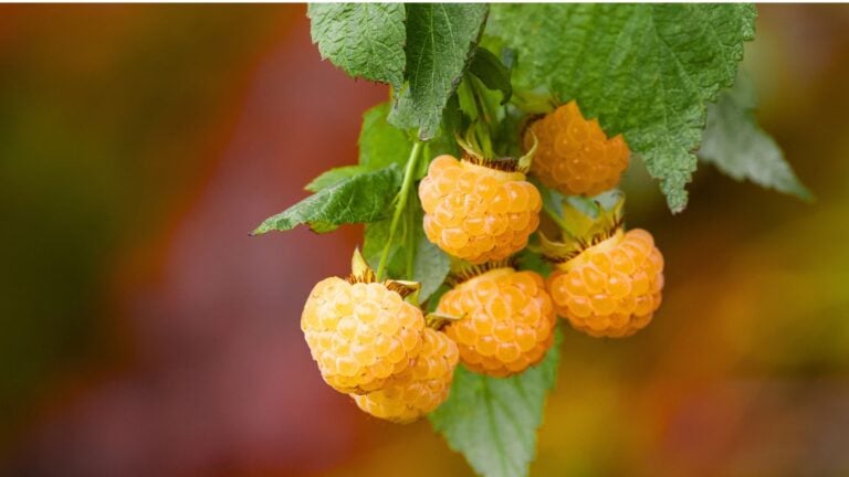 The Ultimate Guide to Growing Raspberries