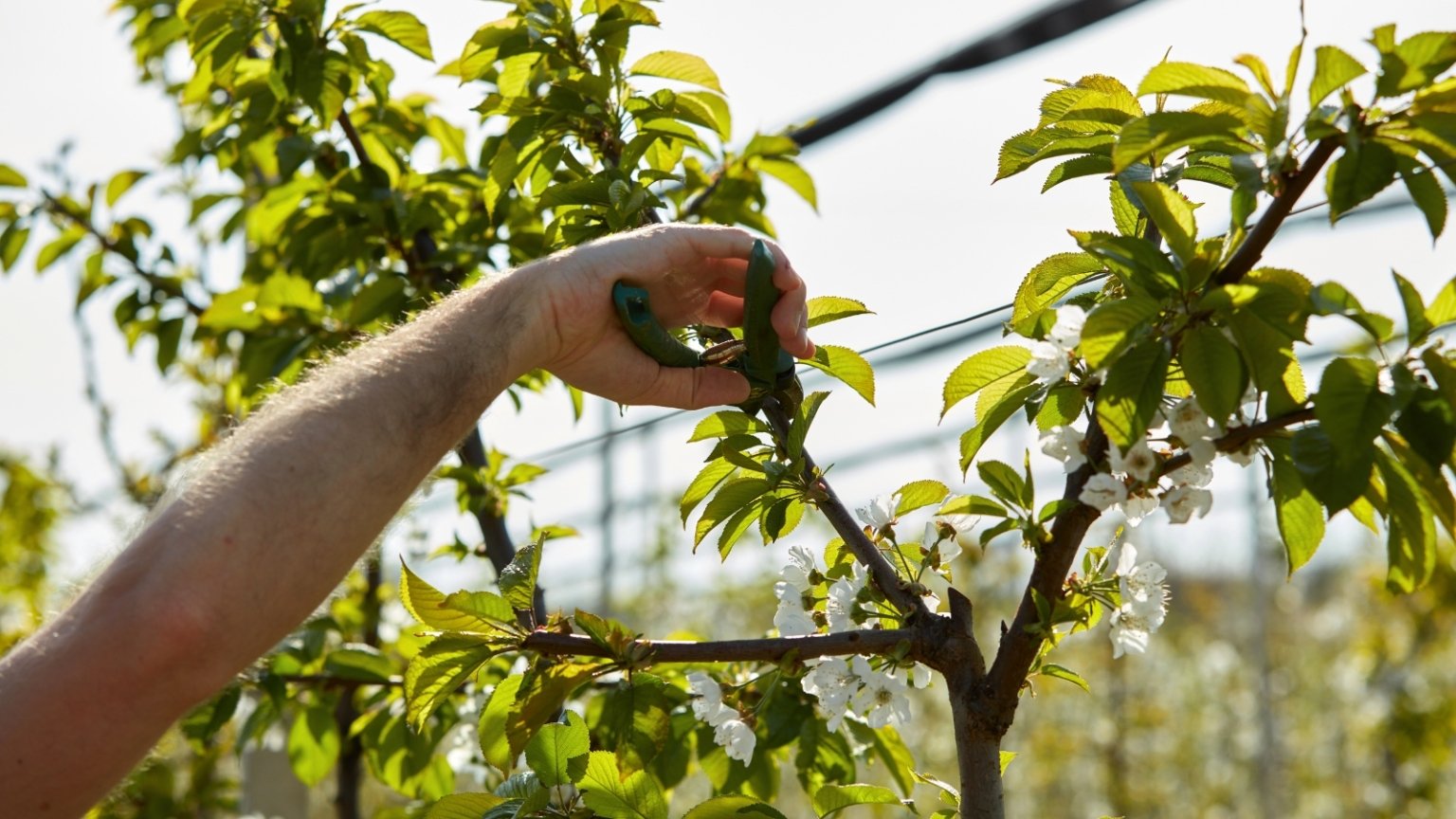 How to Plant, Grow, and Care for 'Rainier' Cherry Trees