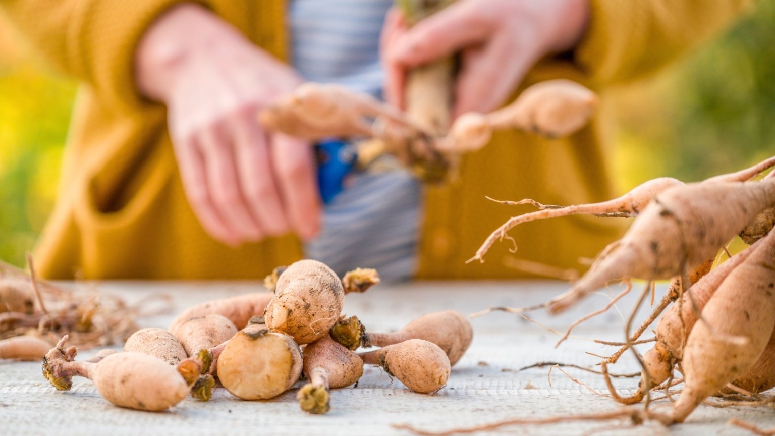 Should You Pre-Sprout Dahlia Bulbs?
