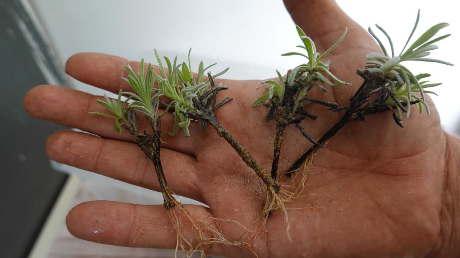 Is My Lavender Dead or Dormant?: How to Tell