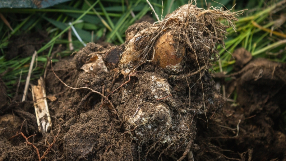 7 Causes of Dry and Shriveled Dahlia Tubers