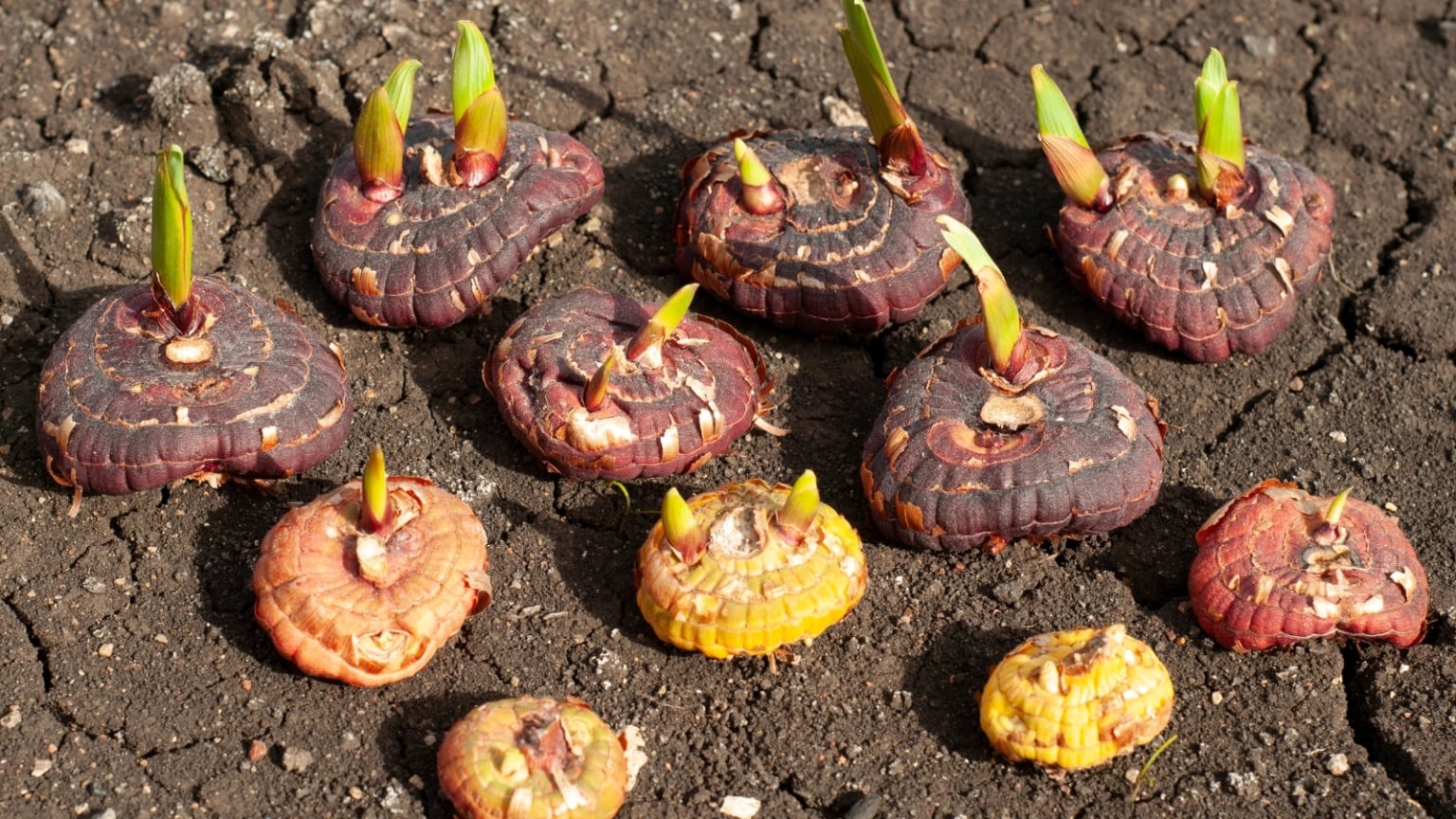 When to Plant Gladiolus Bulbs: 7 Planting Tips
