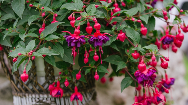 How to Plant, Grow, and Care for Fuchsias