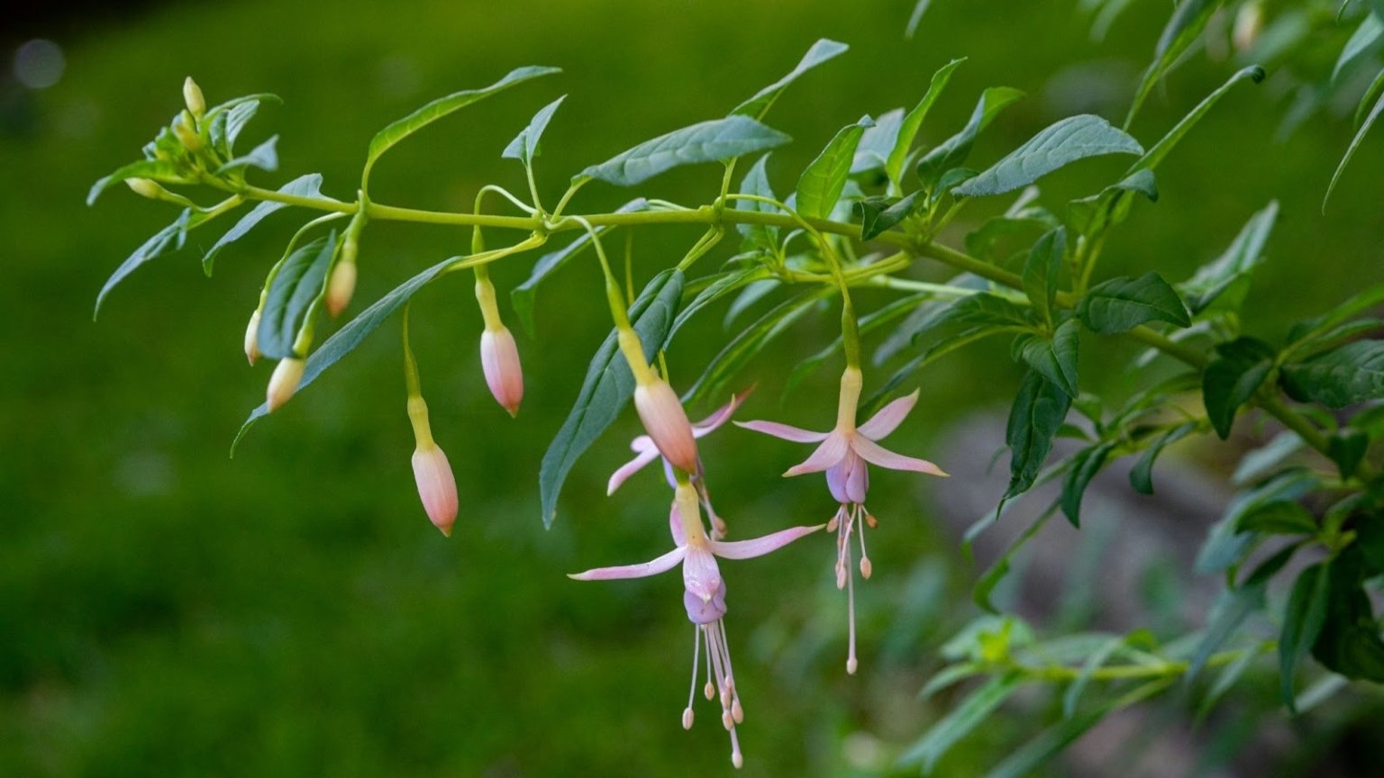 19 Best Pollinator Plants for Shade