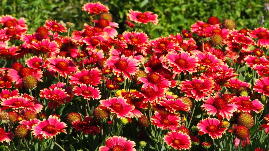 15 Native Wildflowers for Pacific Northwest Gardens