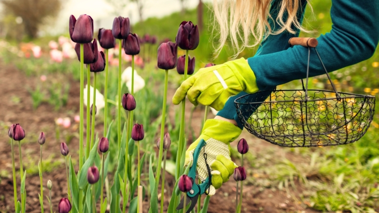 How and When to Cut Tulips for Long-Lasting Bouquets