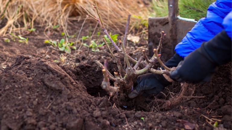 How to Prune Roses in Spring: 7 Pro Tips