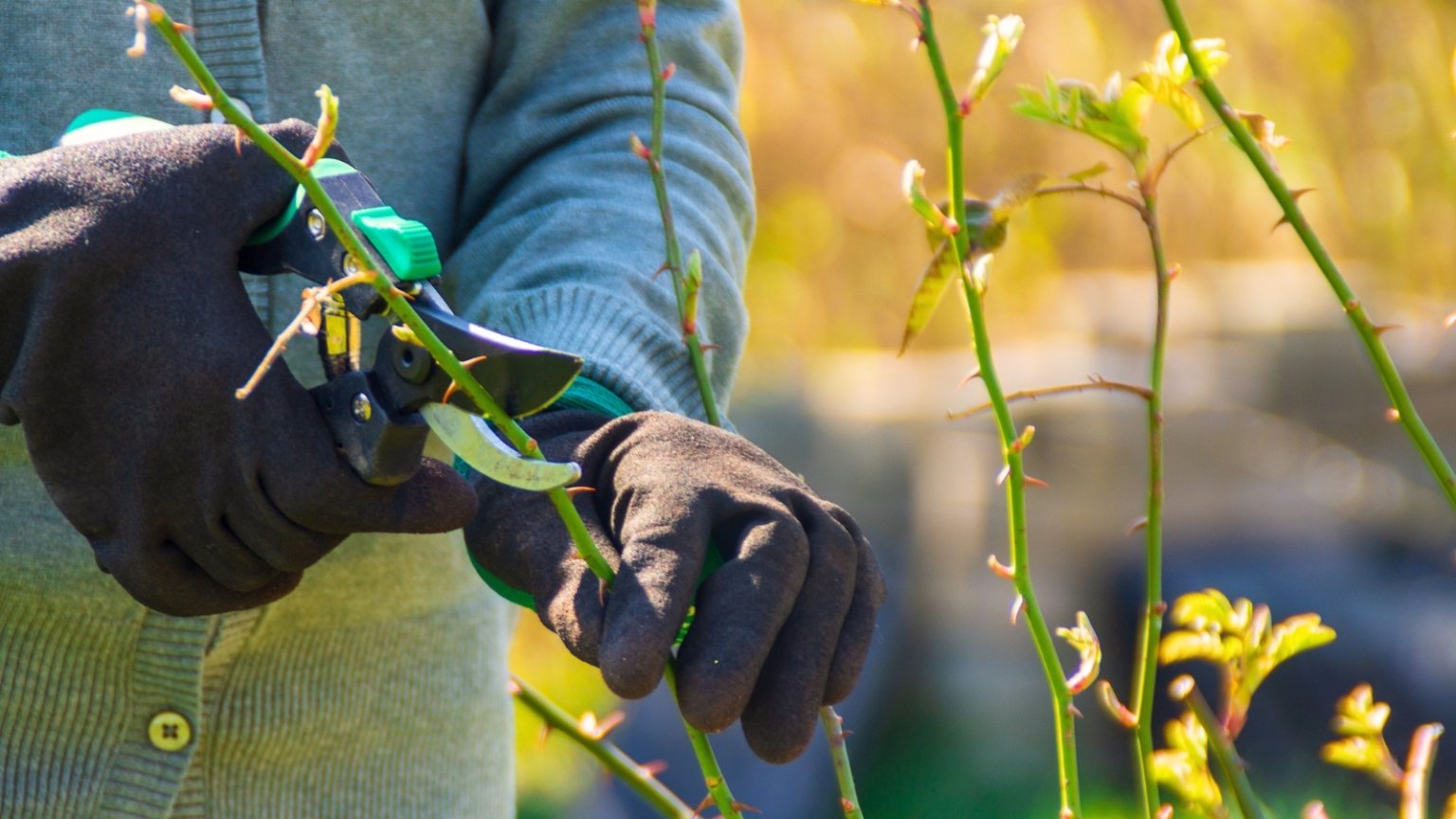 How to Prune Roses in Spring: 7 Pro Tips