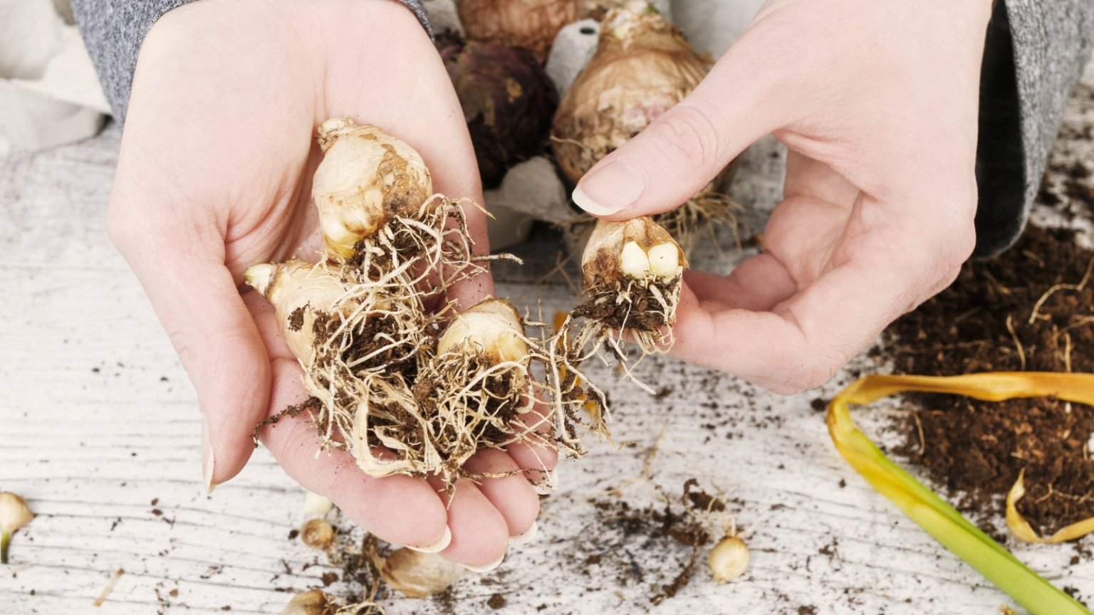 How to Divide Your Spring Bulbs After They Bloom