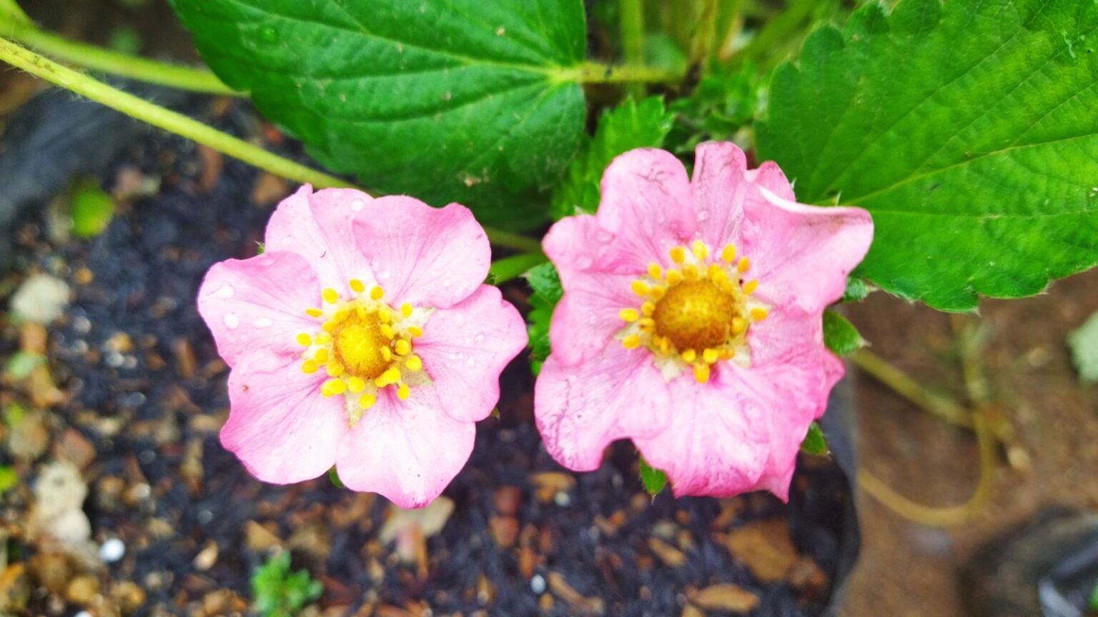 7 Strawberry Varieties With Charming Pink Flowers