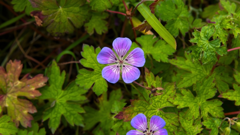 9 Award-Winning Geranium Varieties to Plant This Spring
