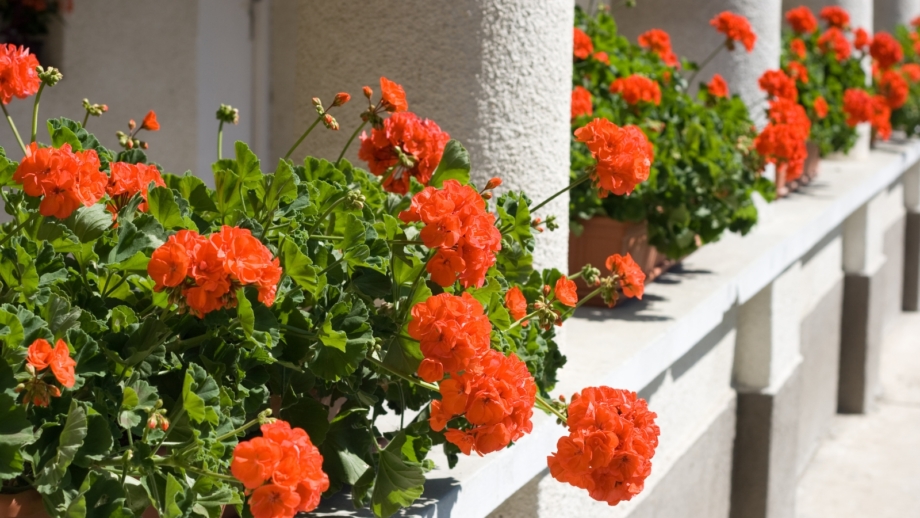 Our 17 Favorite Spring Porch Plants
