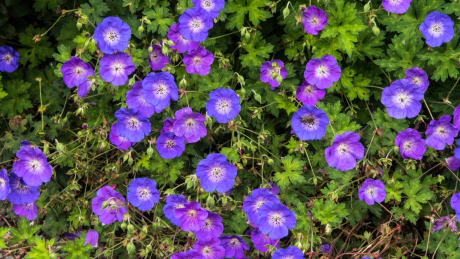 9 Award-Winning Geranium Varieties to Plant This Spring