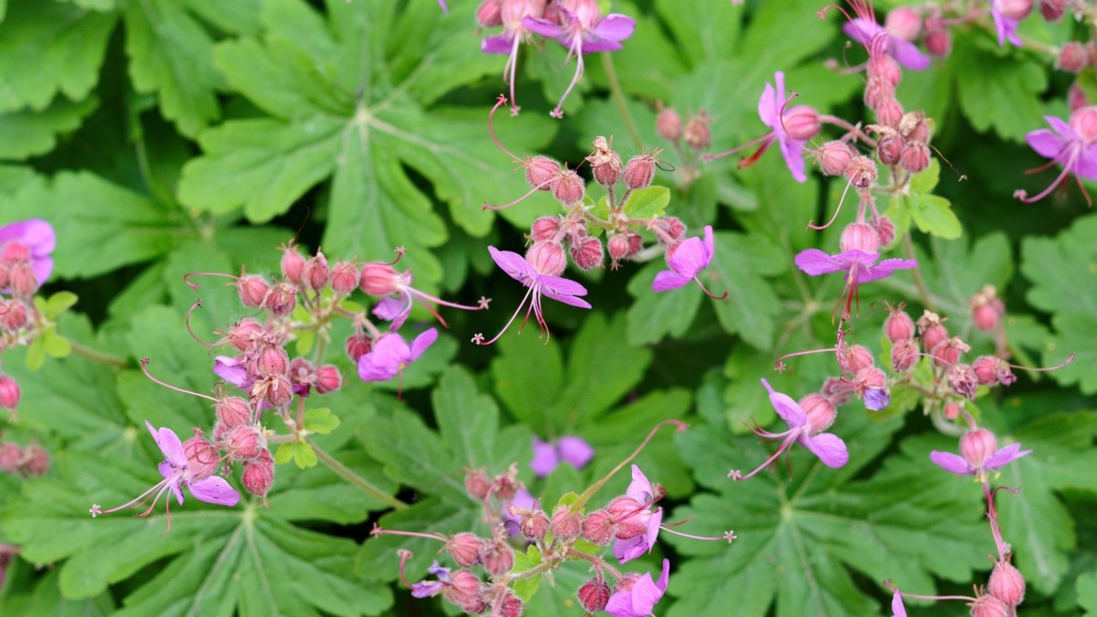 9 Award-Winning Geranium Varieties to Plant This Spring