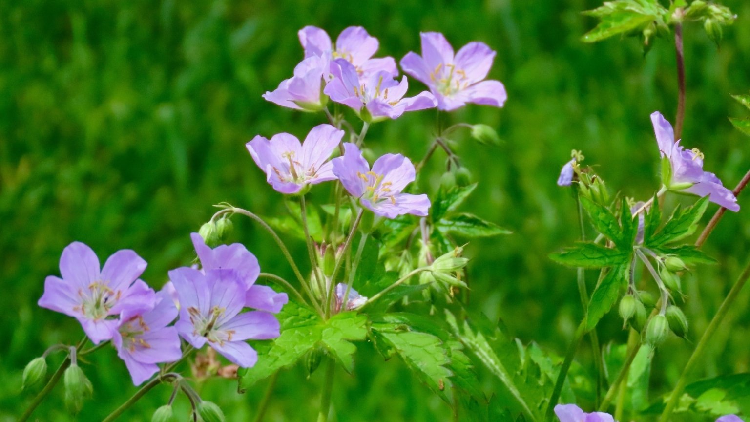 9 Award-Winning Geranium Varieties to Plant This Spring
