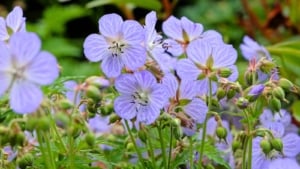 9 Award-Winning Geranium Varieties to Plant This Spring