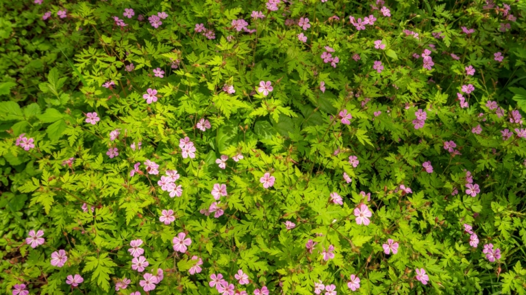 13 Common Spring Weeds to Pull Before They Establish
