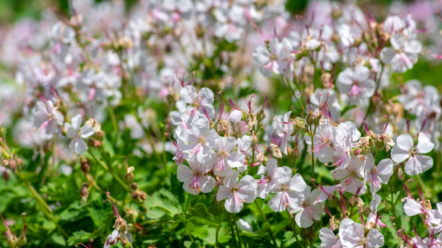 9 Award-Winning Geranium Varieties to Plant This Spring