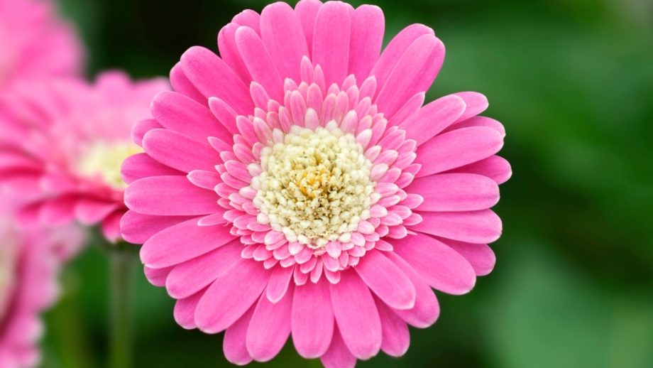 11 Focal Point Cutting Garden Flowers We're Planting in April