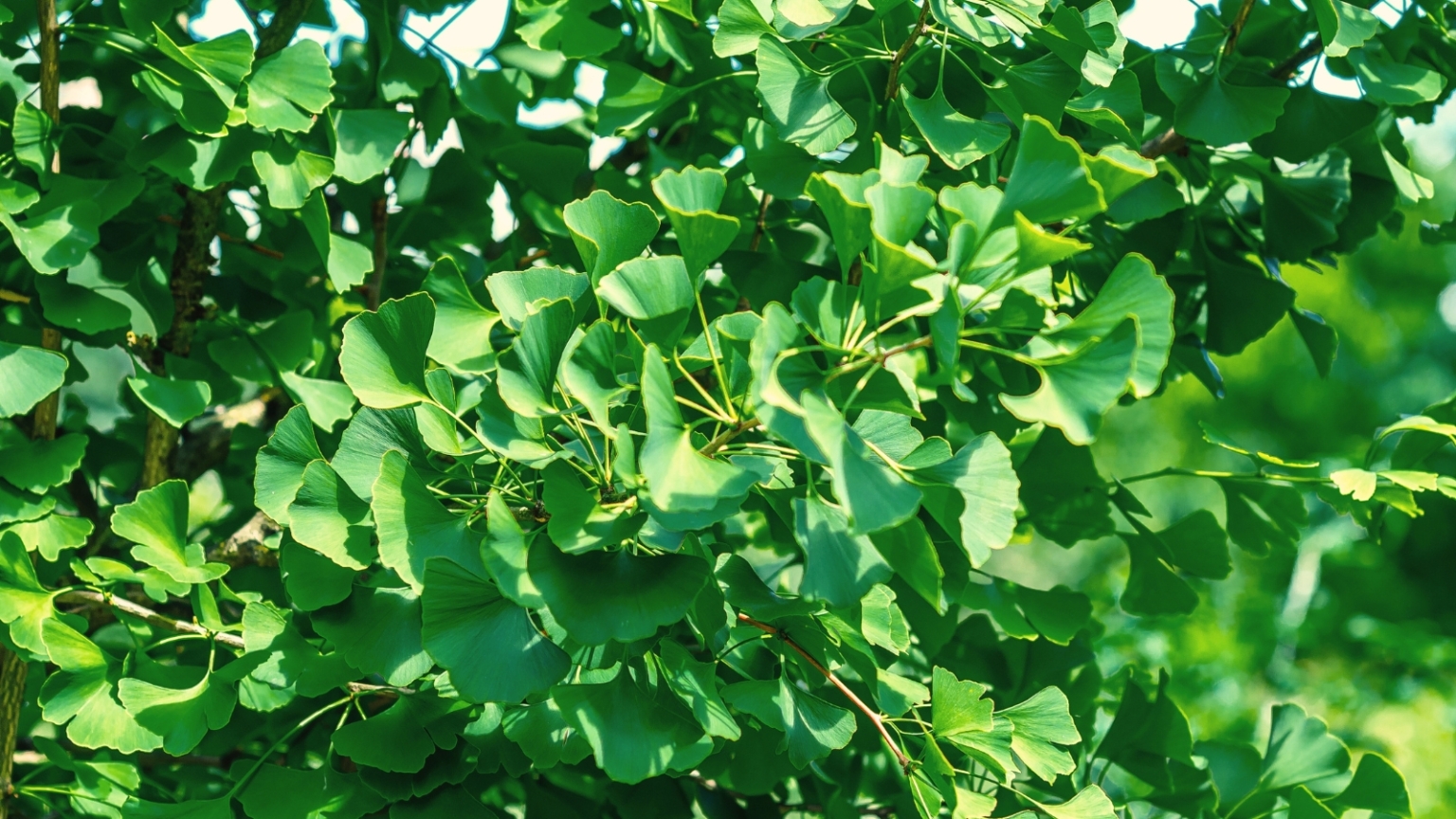 15 Plants You Should Prune in April: Tips for Your Zone