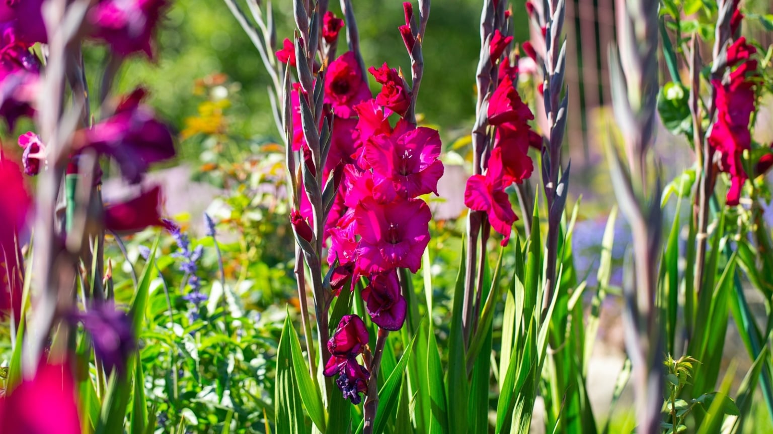 13 Pretty Gladiolus Varieties to Plant This Spring