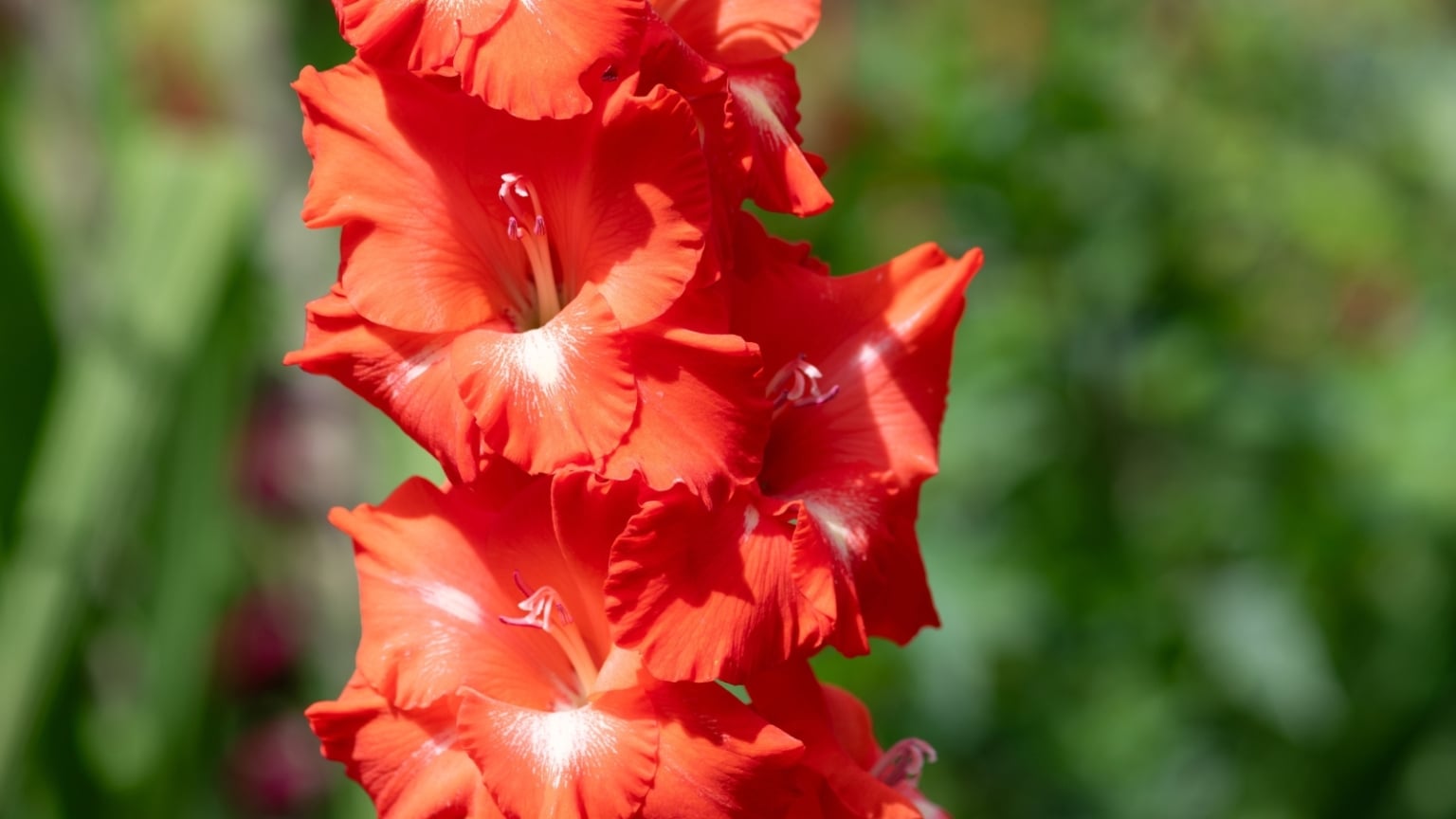 13 Pretty Gladiolus Varieties to Plant This Spring